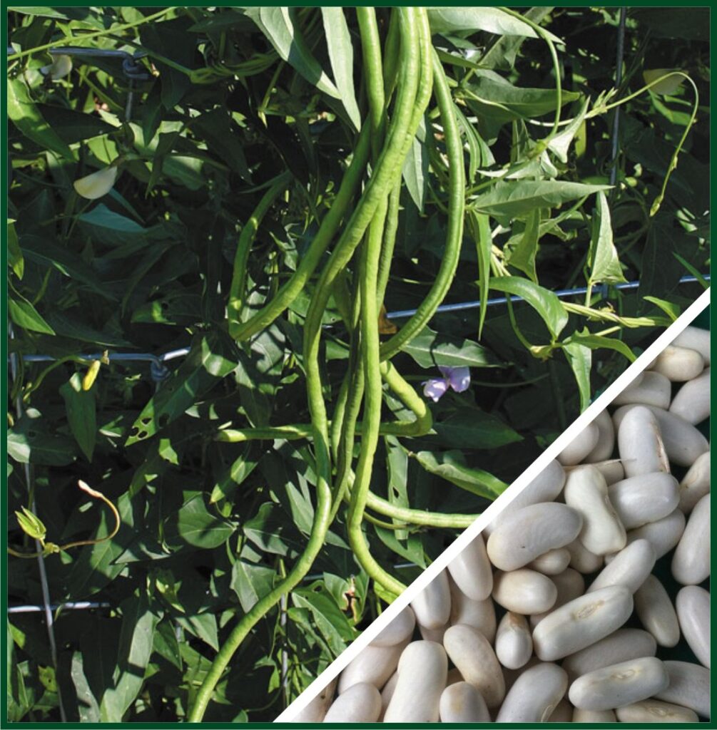 Yard Long Beans - GatcoLine