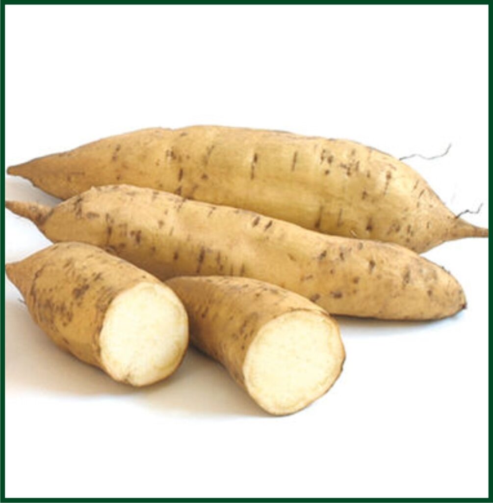 White Yam - GatcoLine